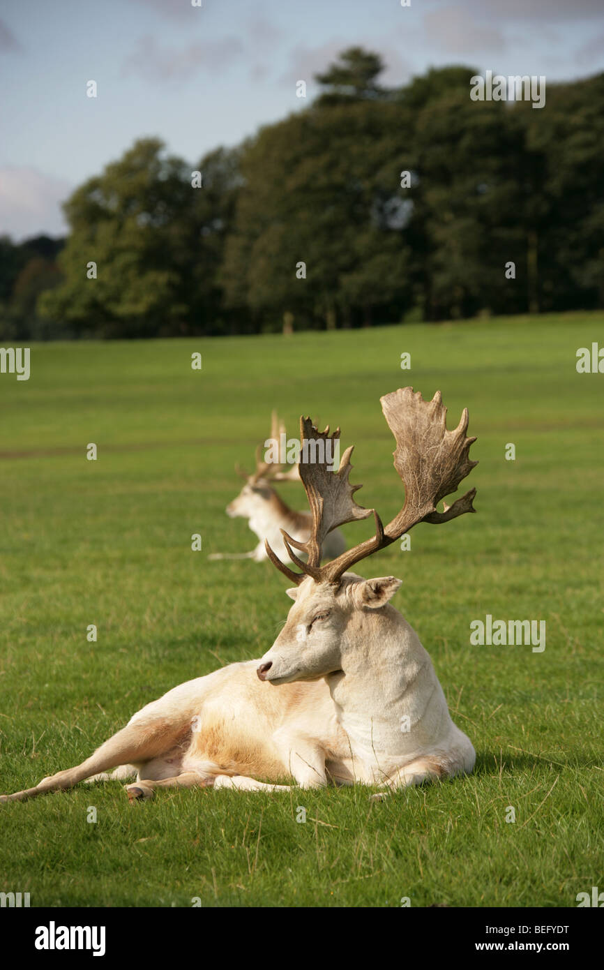 Tatton park deer hi-res stock photography and images - Alamy