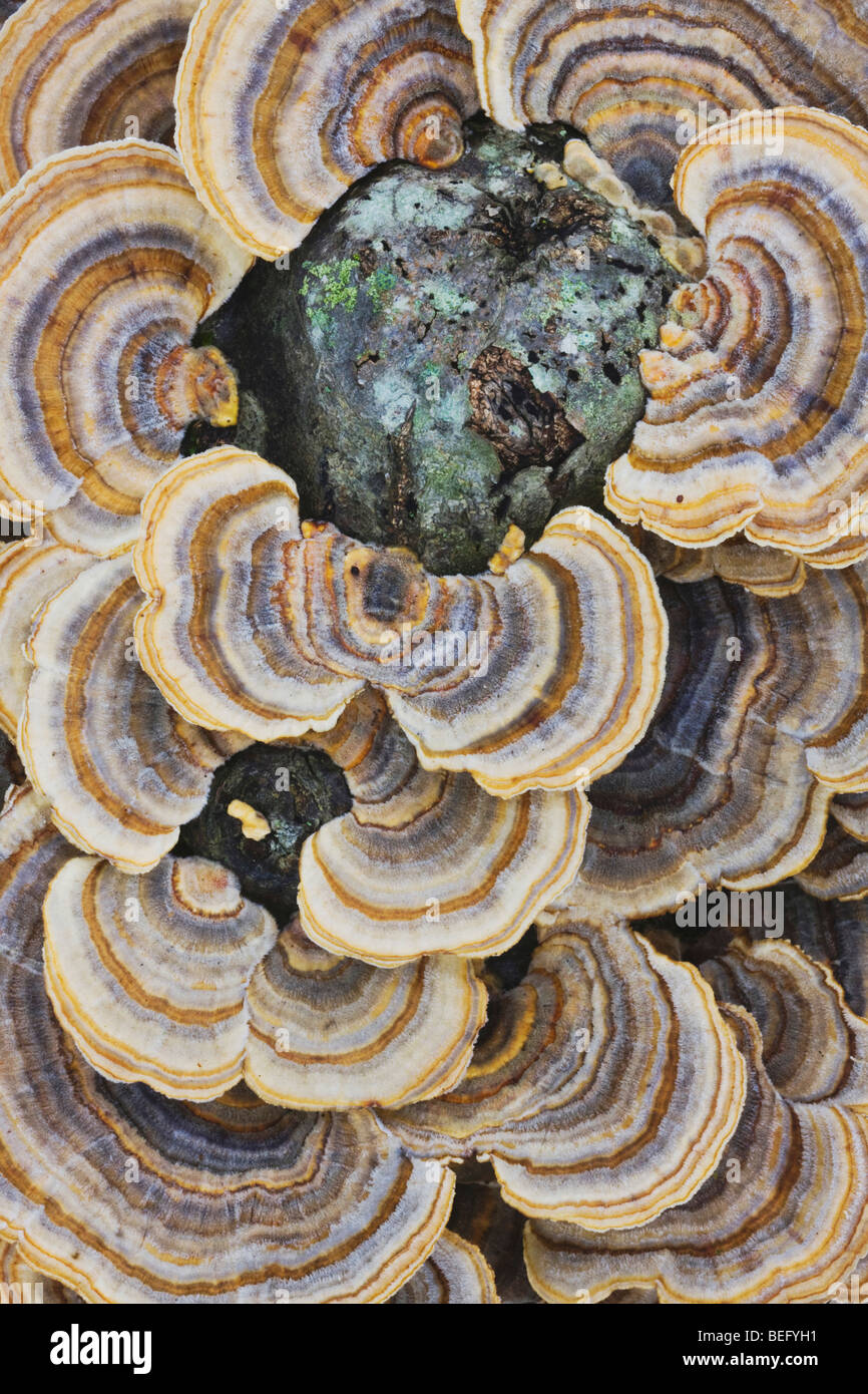 Turkey tail fungus (Trametes versicolor), on stump, North Carolina, USA ...