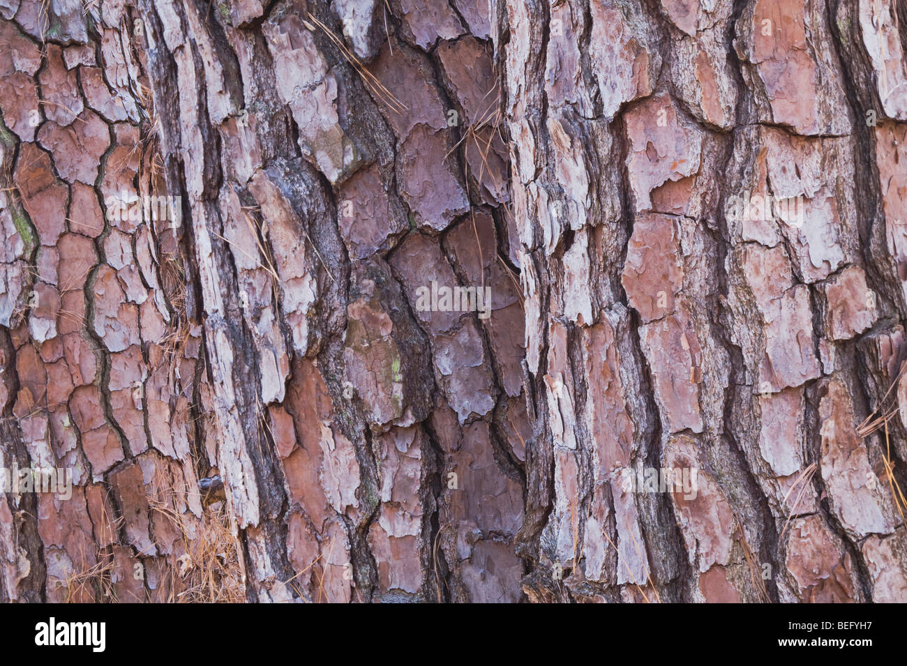 Shortleaf Pine (Pinus echinata) & Longleaf Pine (Pinus palustris ...