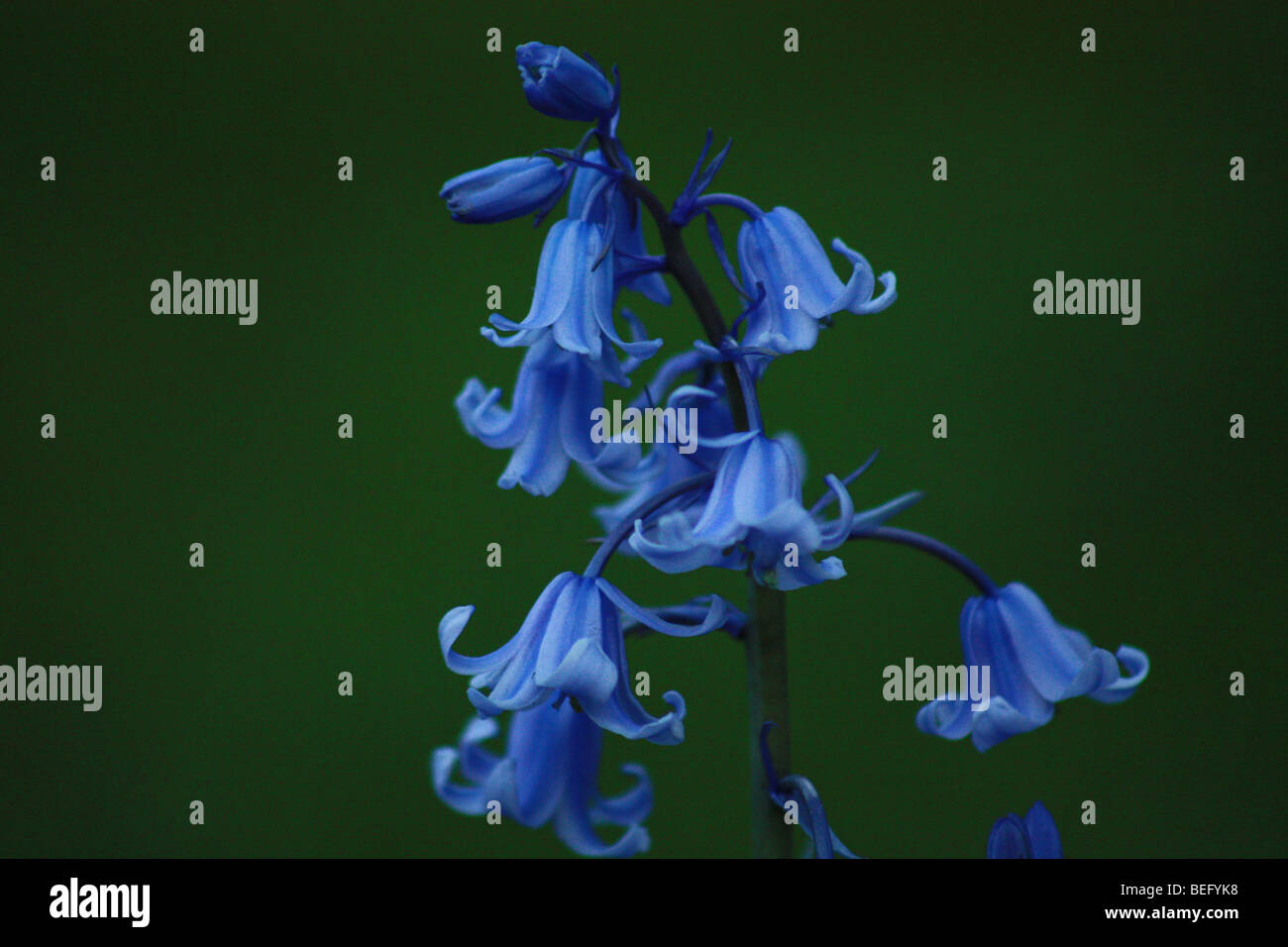 Bluebell flower hi-res stock photography and images - Alamy