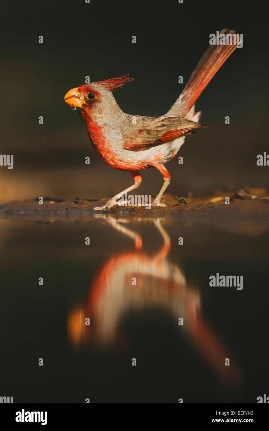 Male cardinal bath hi-res stock photography and images - Alamy