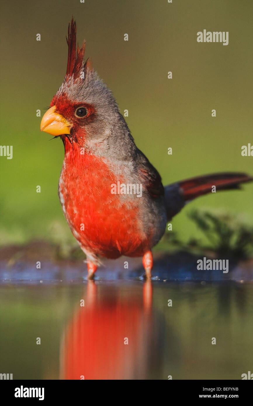 Male cardinal bath hi-res stock photography and images - Alamy