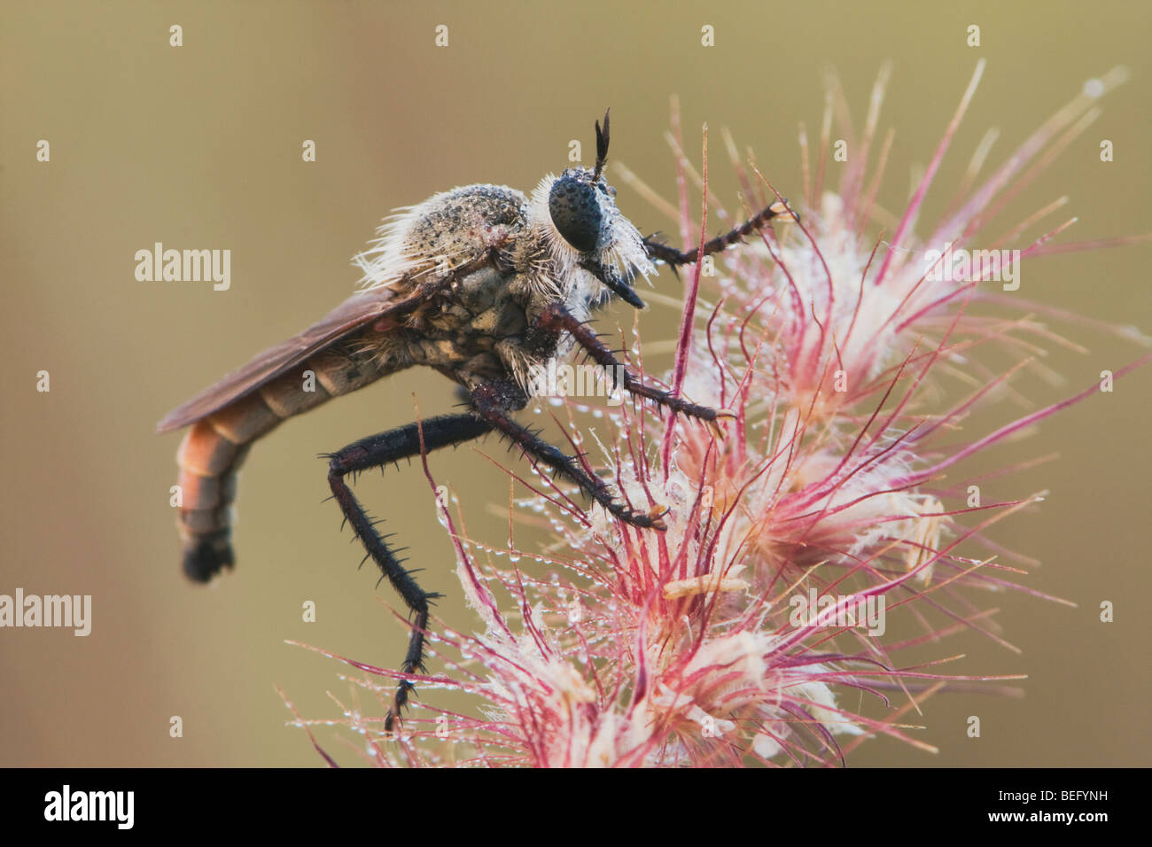 Robber Fly (Asilidae), adult, Rio Grande Valley, Texas, USA Stock Photo ...