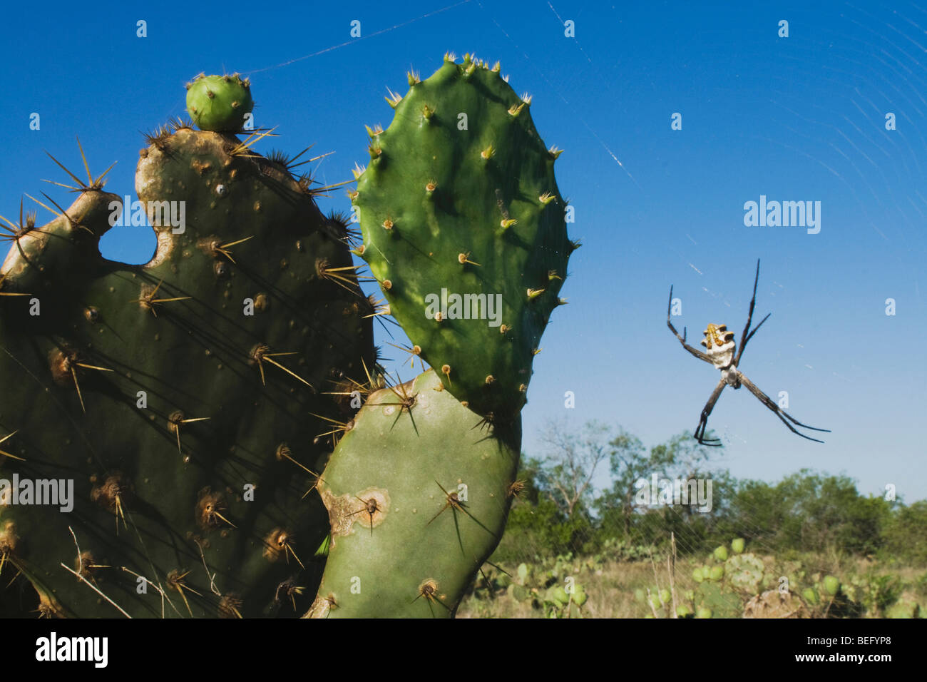 Silver Argiope (Argiope argentata), female in web, Rio Grande Valley ...