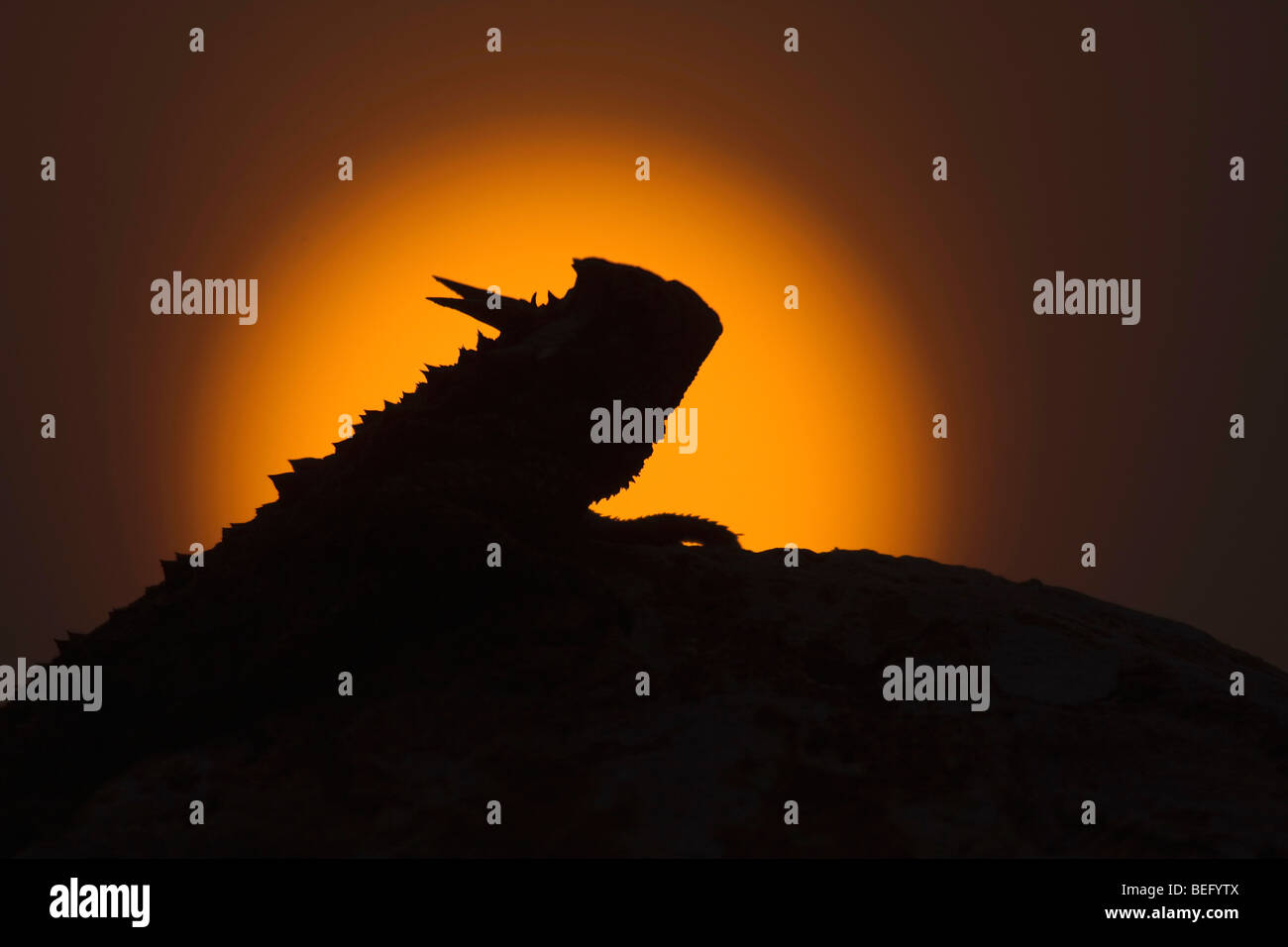 Texas Horned Lizard (Phrynosoma cornutum), adult at sunset, Rio Grande ...
