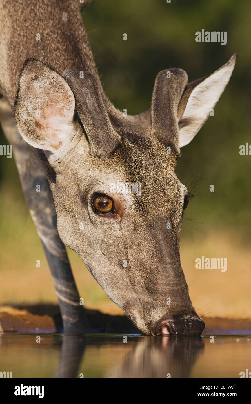 White-tailed Deer (Odocoileus virginianus), buck drinking, Rio Grande ...