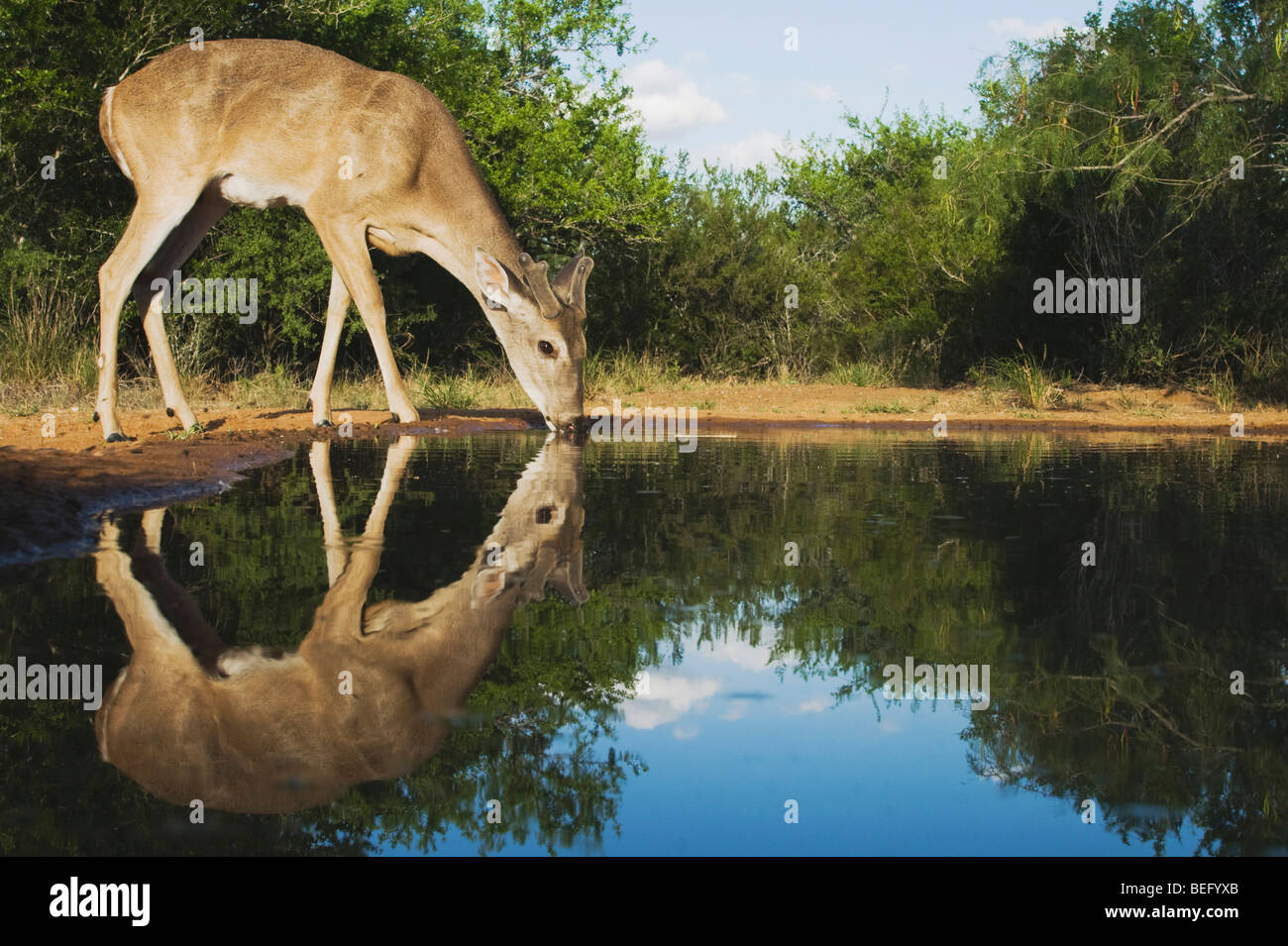 Deer Drinking Water High Resolution Stock Photography and Images - Alamy