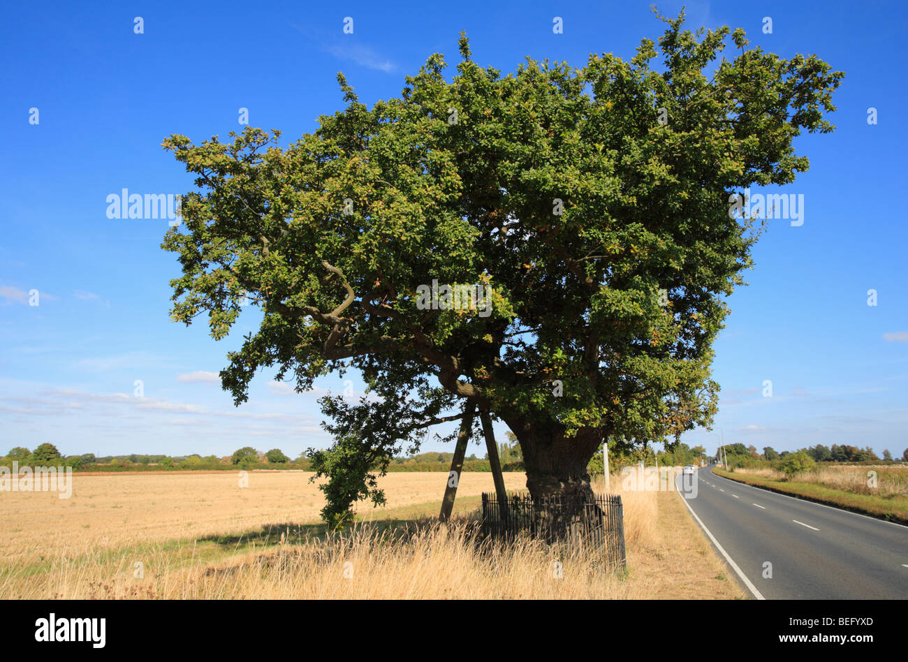 Kett's oak hi-res stock photography and images - Alamy