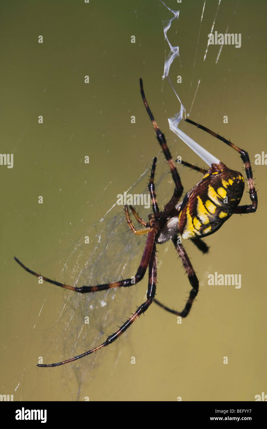 Argiope aurantia hi-res stock photography and images - Alamy