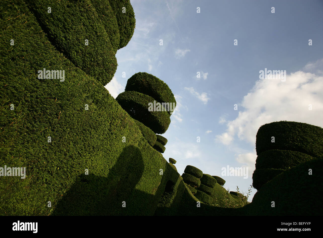 Estate of Tatton Park, England. Topiary shrub sculpture in Tatton Park ...