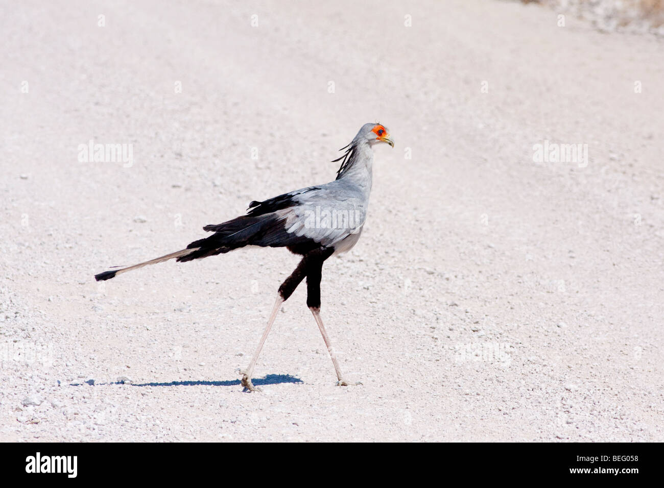 Secretary bird, Etosha Nature Reserve, Namibia Stock Photo - Alamy