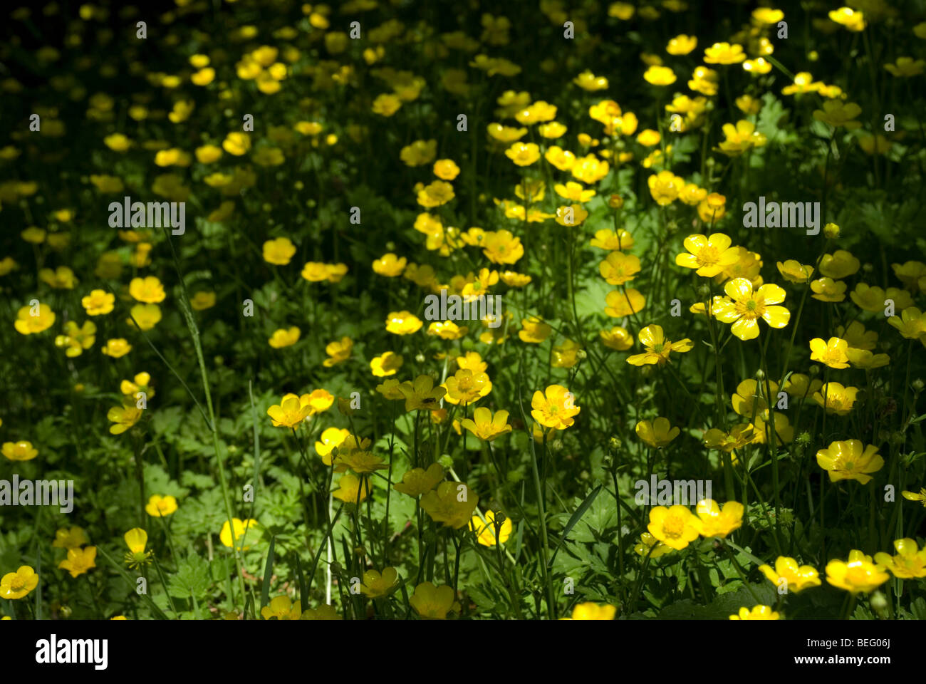 Ranúnculo hi-res stock photography and images - Alamy