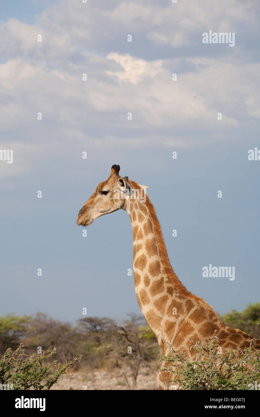 Profile of Giraffe (Giraffa camelopardalis), Etosha National Park, Namibia Stock Photo - Alamy
