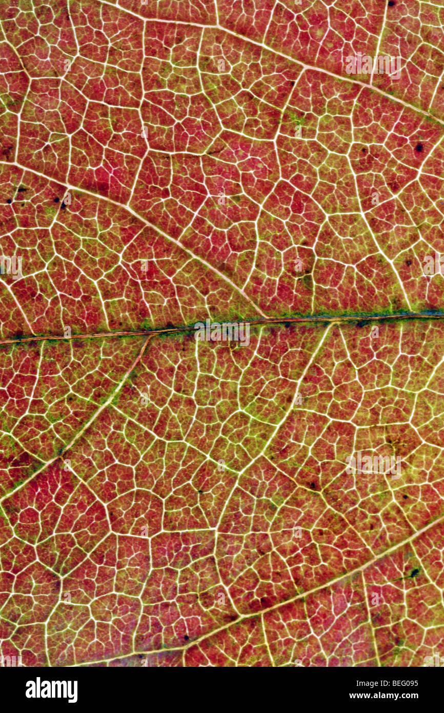 Vine leaf photographed close Stock Photo - Alamy