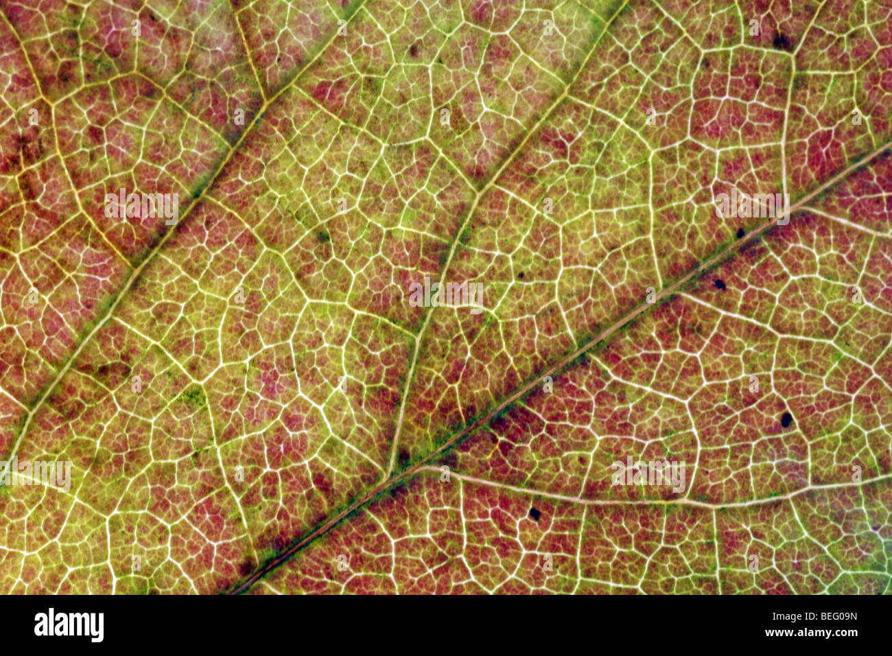 Vine leaf photographed close Stock Photo - Alamy