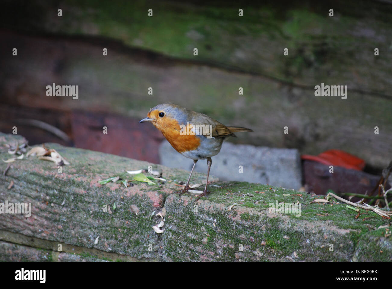 Young robin bird hi-res stock photography and images - Alamy