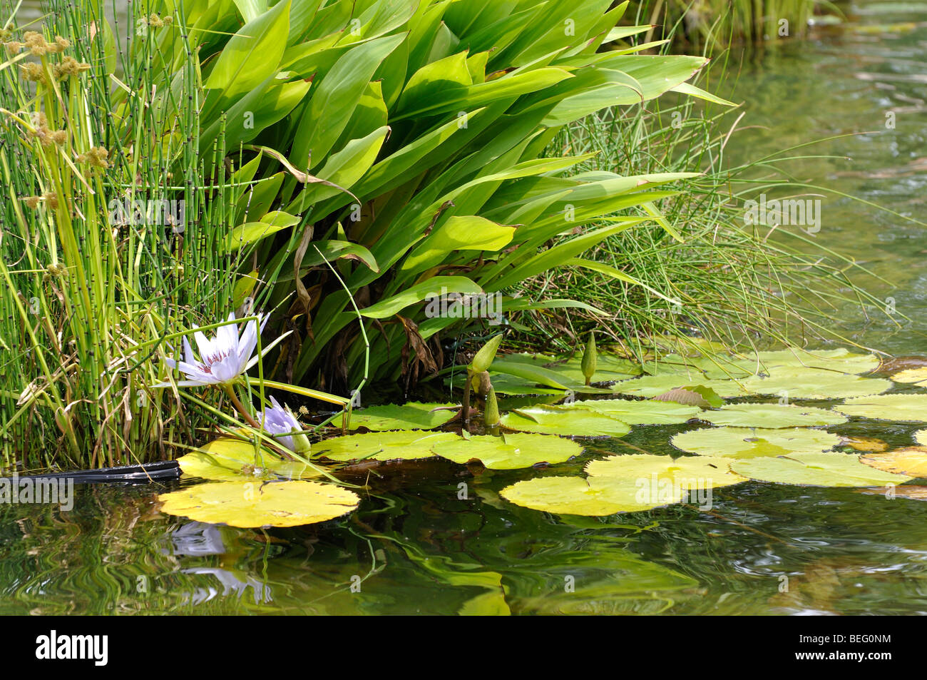 Water lily - Nymphaeaceae Stock Photo - Alamy