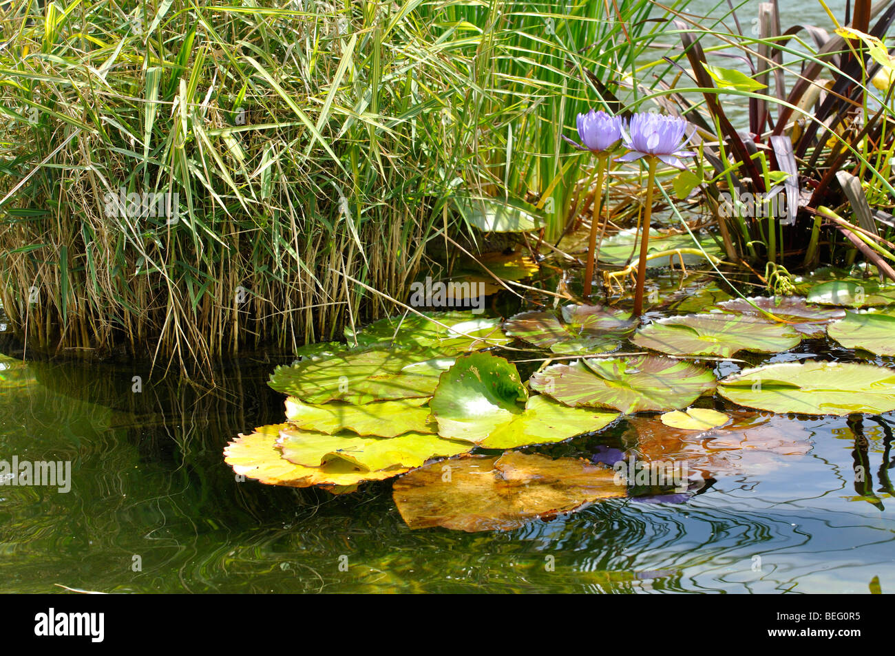 Water lily - Nymphaeaceae Stock Photo - Alamy
