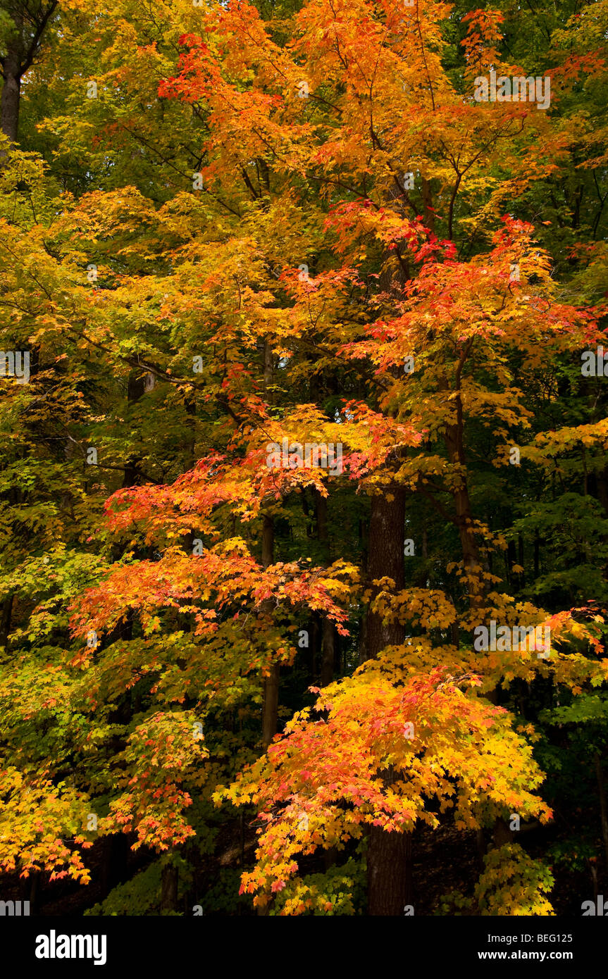 Brilliant leaf colors hi-res stock photography and images - Alamy