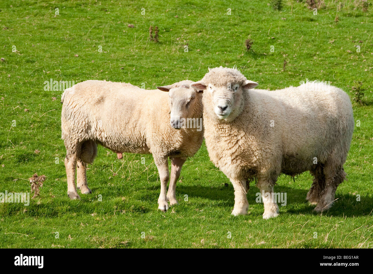 Shhep hi-res stock photography and images - Alamy