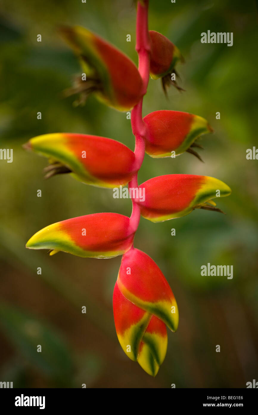 Hanging lobster claw heliconia (Heliconia rostrata) along the Gulf of ...