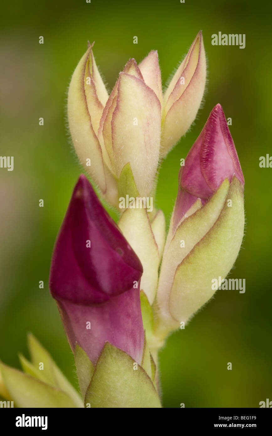 Flower buds, Playas del Coco, Guanacaste Province, Costa Rica Stock ...