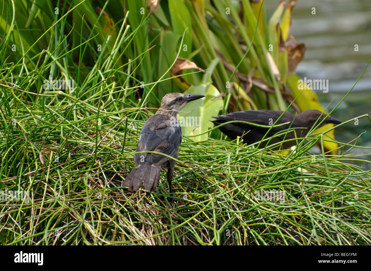 Cow birds hi-res stock photography and images - Alamy