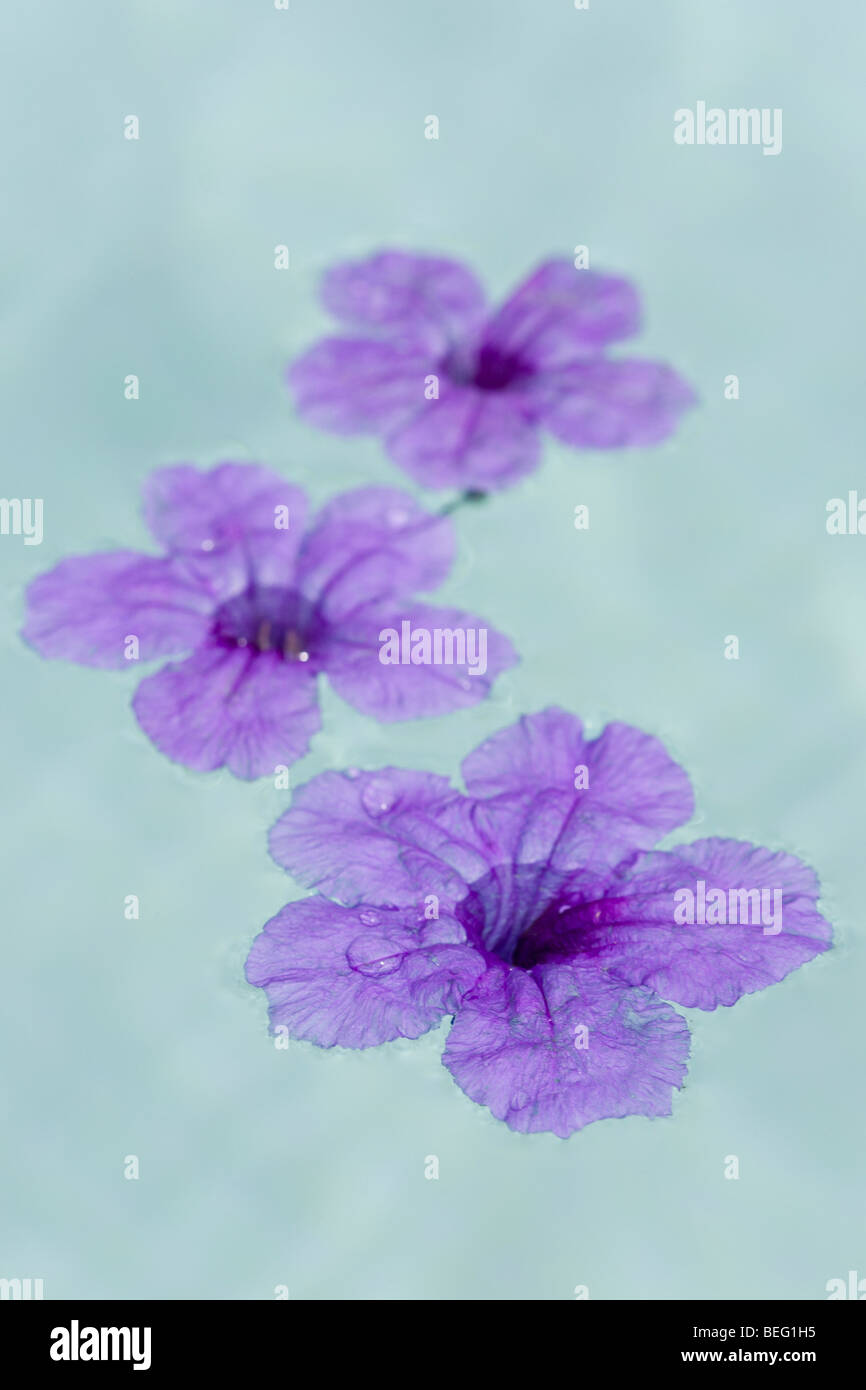 Purple Mexican Petunias floating in a pool at Playas del Coco, Costa ...