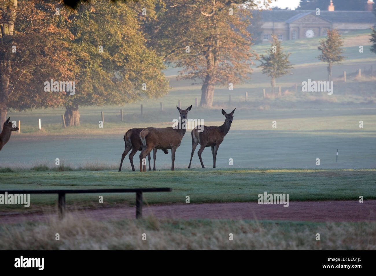 Early autumn morning with deer Stock Photo - Alamy
