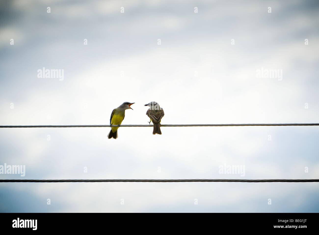 Grey capped flycatcher hi-res stock photography and images - Alamy