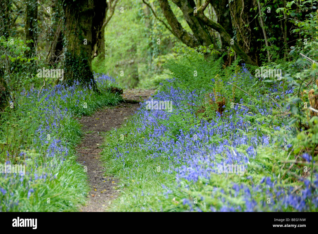 Woods above hi-res stock photography and images - Alamy