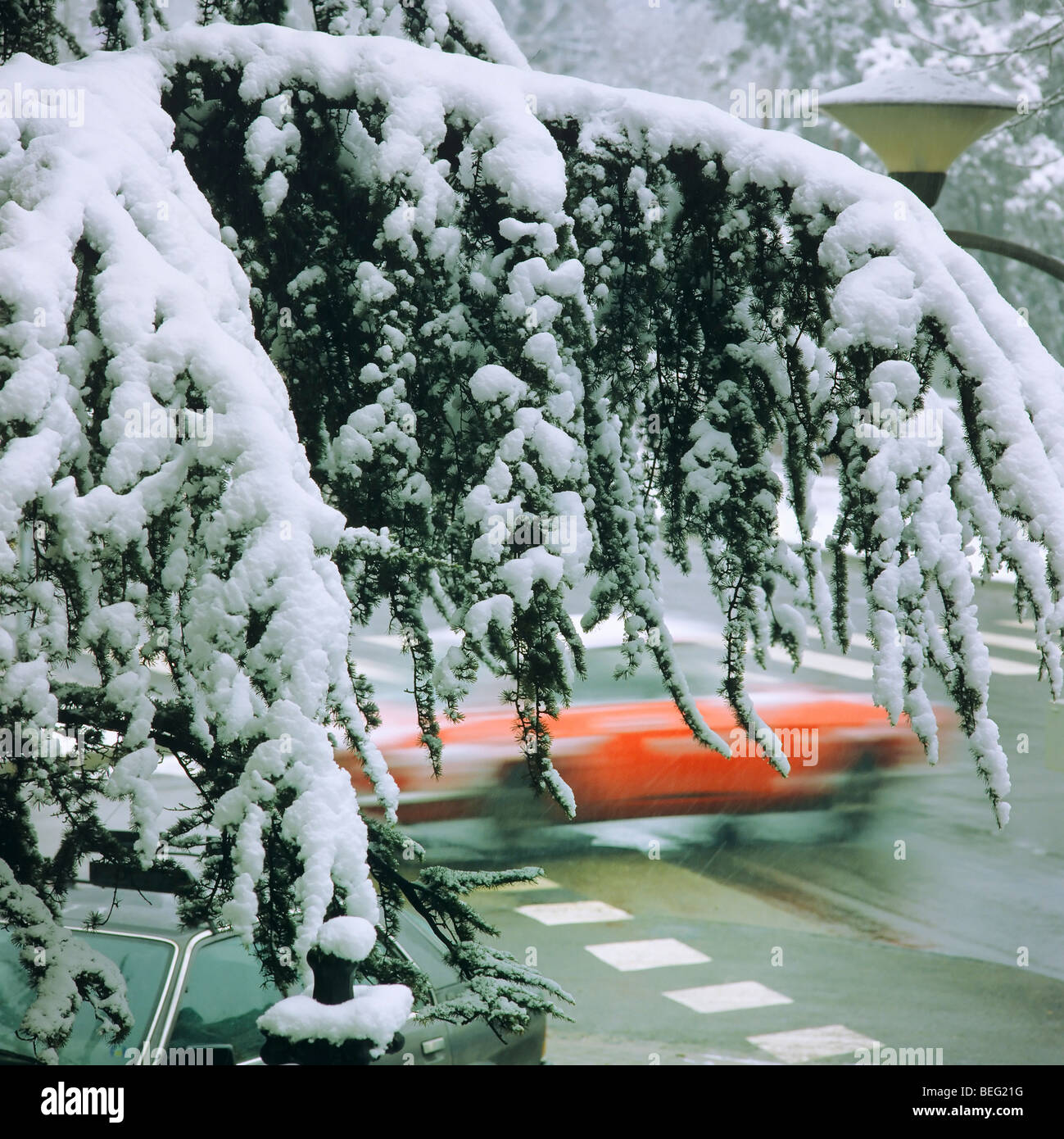 Snowy fir tree and moving red car Stock Photo - Alamy