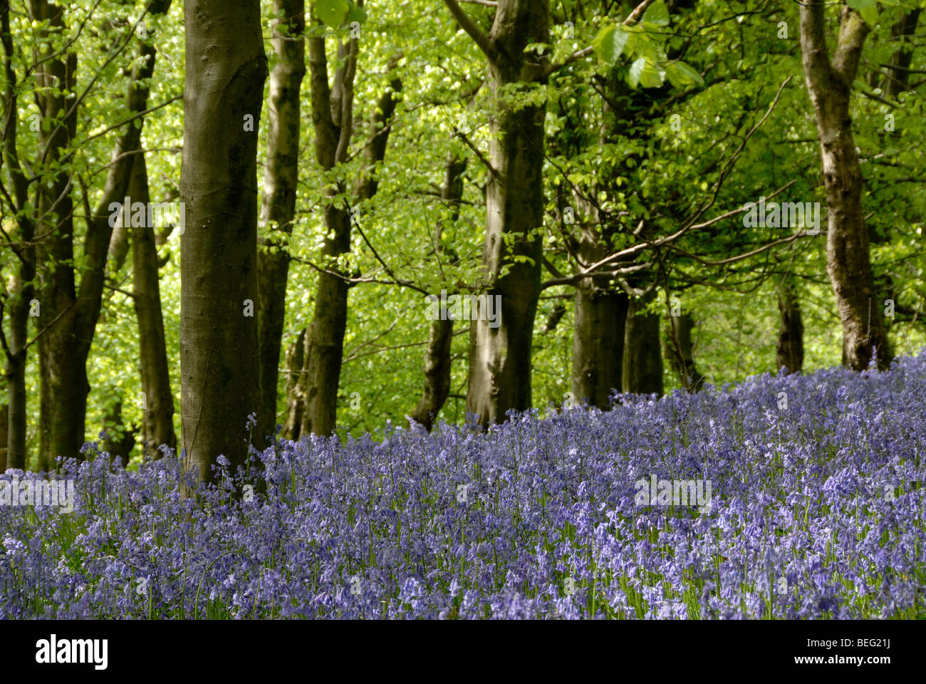 Cardiff countryside hi-res stock photography and images - Alamy