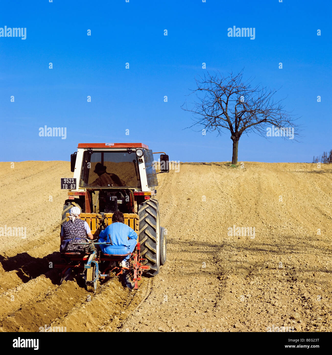 Farmers planting potato field hi-res stock photography and images - Alamy