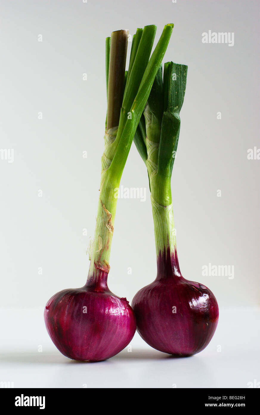 Red Onions with stems on white background Stock Photo - Alamy