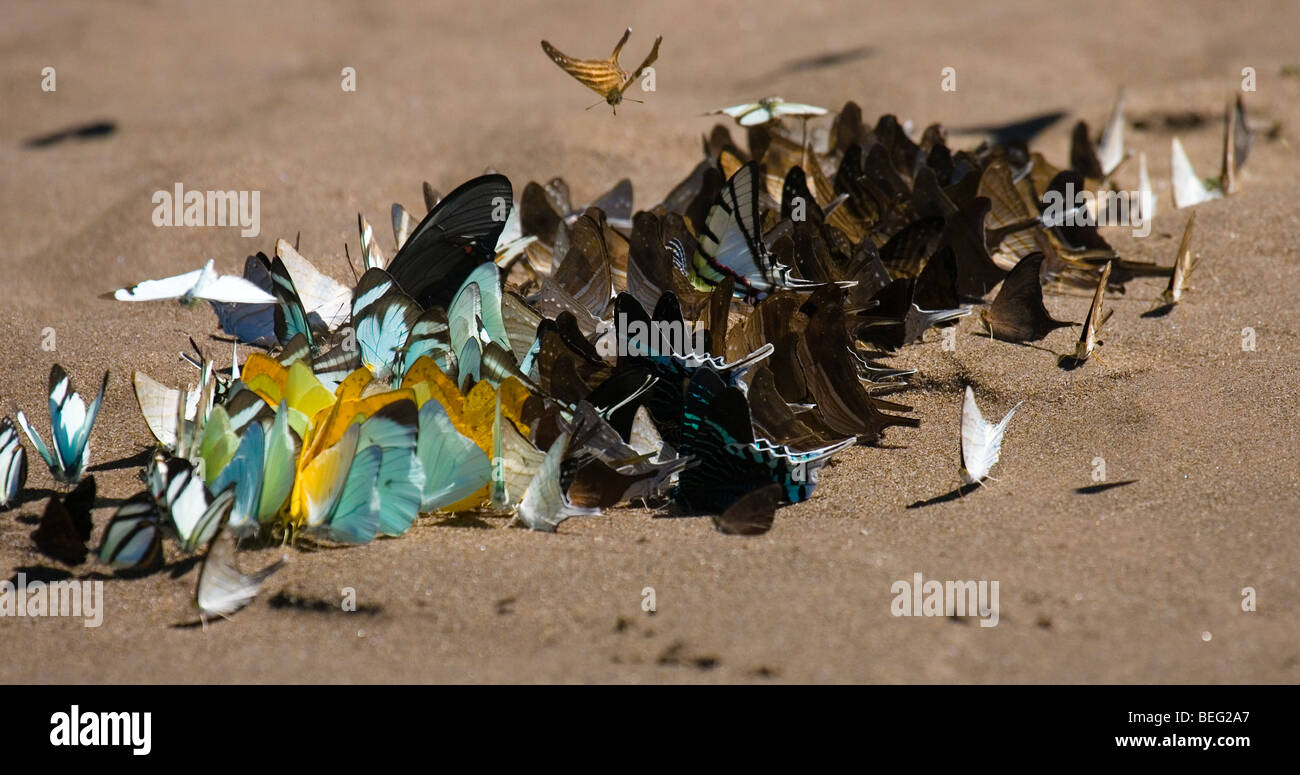Hundreds of colorful butterflies gather in the sand on the edge of the ...