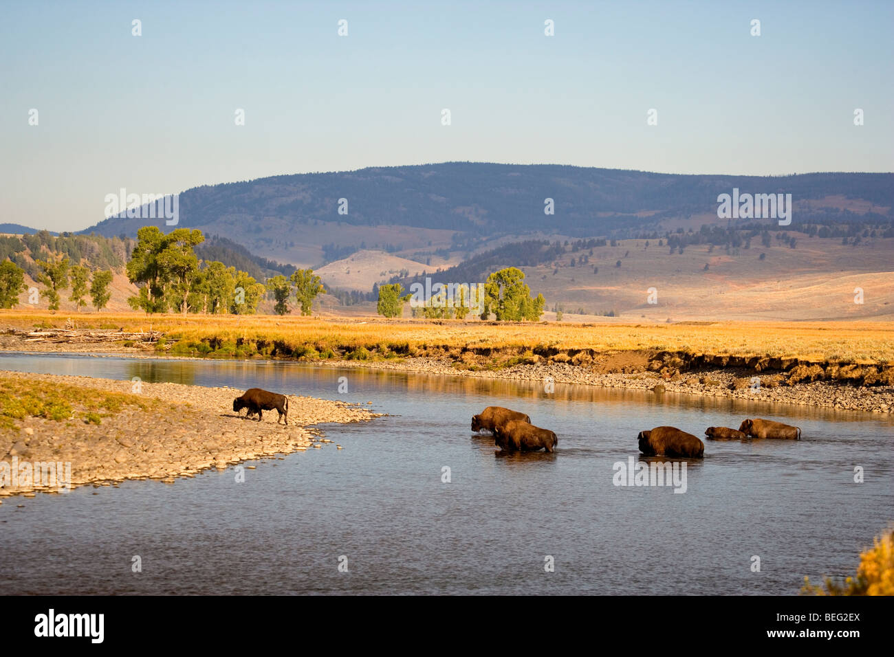 Yellowstone river bison hi-res stock photography and images - Alamy