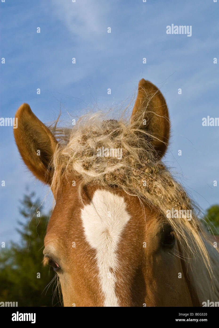 Tangled horse hair close up hi-res stock photography and images - Alamy