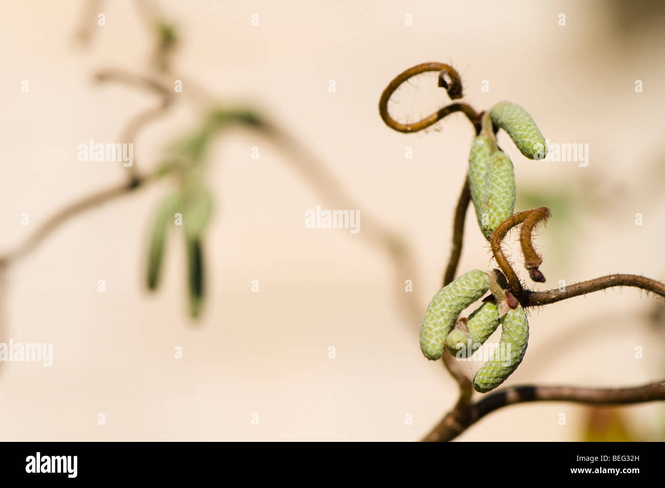 Bare Corkscrew or Contorted Hazel Stems with catkins forming Stock ...