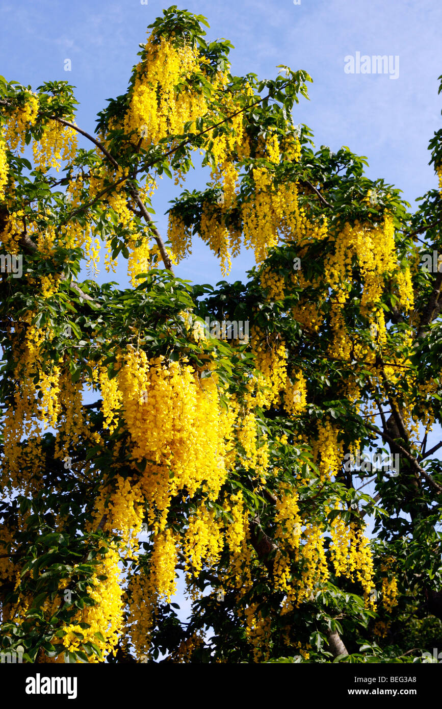 Laburnum x watereri ‘vossii’ hi-res stock photography and images - Alamy