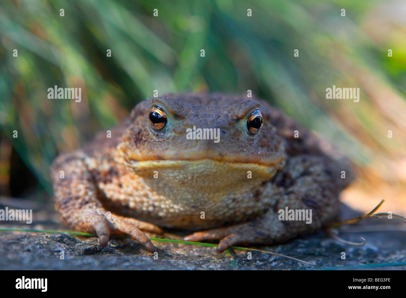 big brown toad sitting on a stone in grass Stock Photo - Alamy