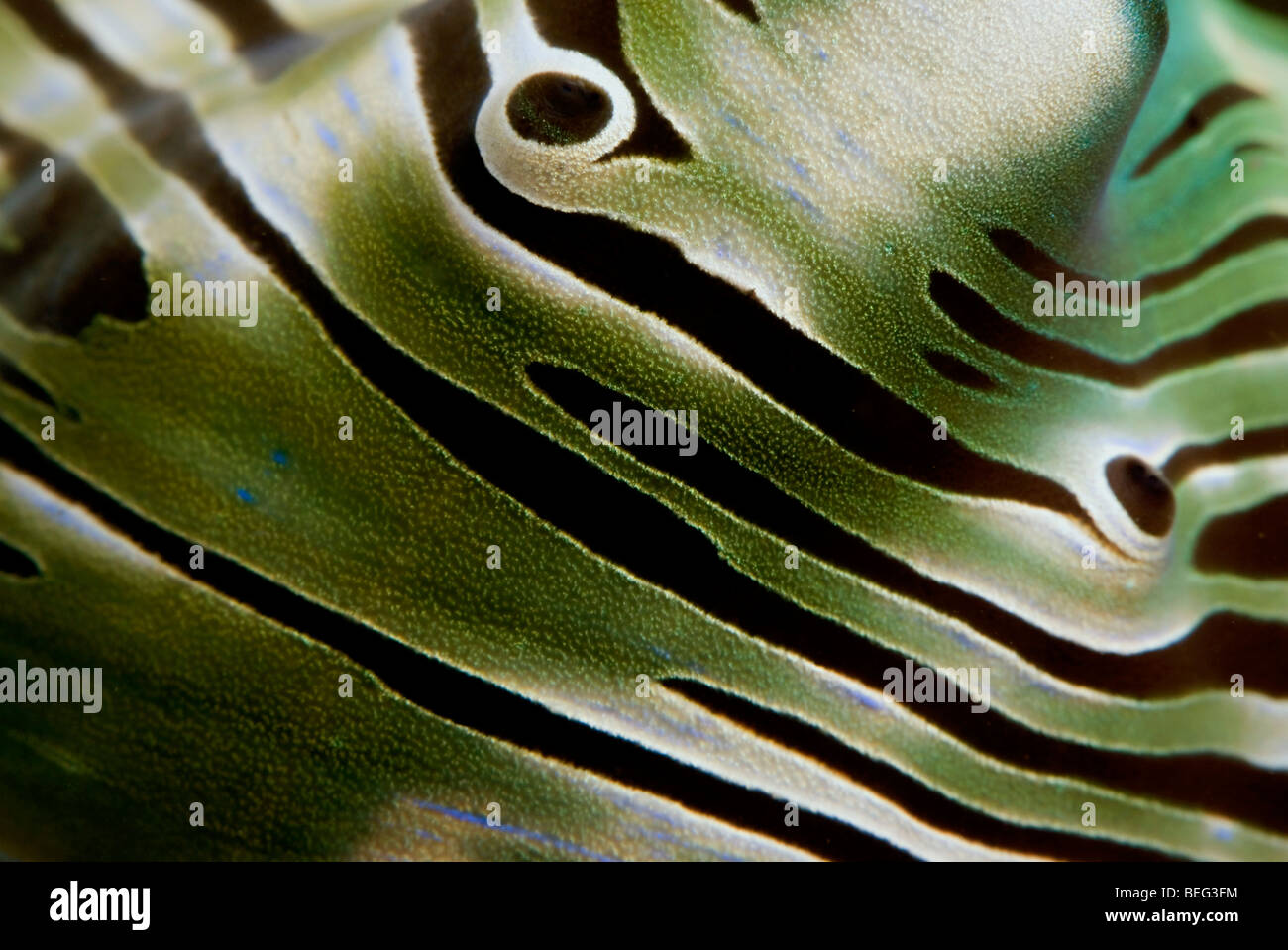 Molluscs clams giant clam hi-res stock photography and images - Alamy