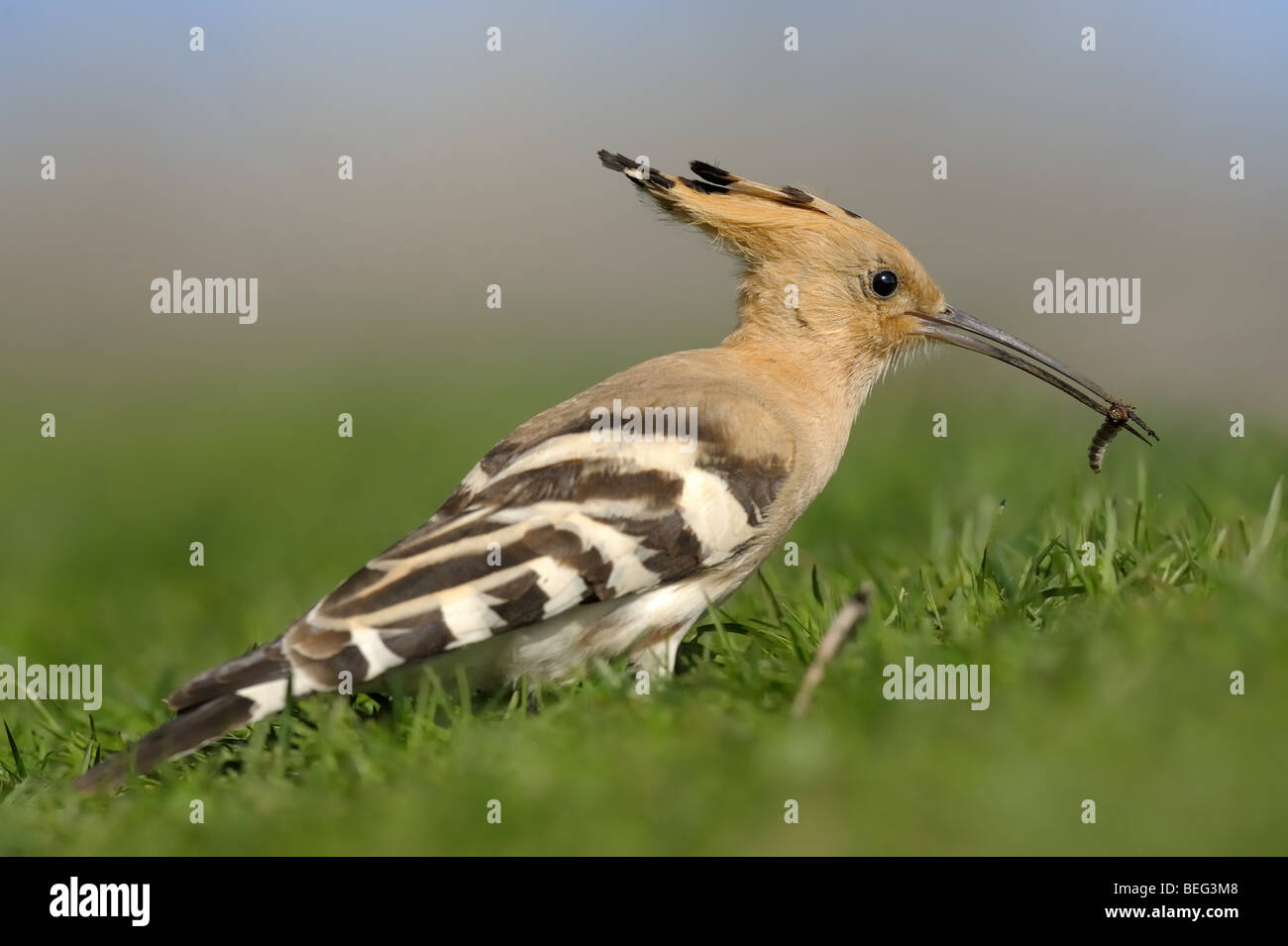 Hoopoe