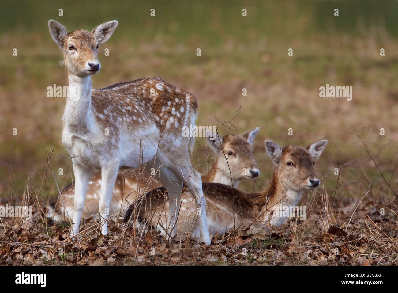 Fallow deer resting Stock Photo - Alamy