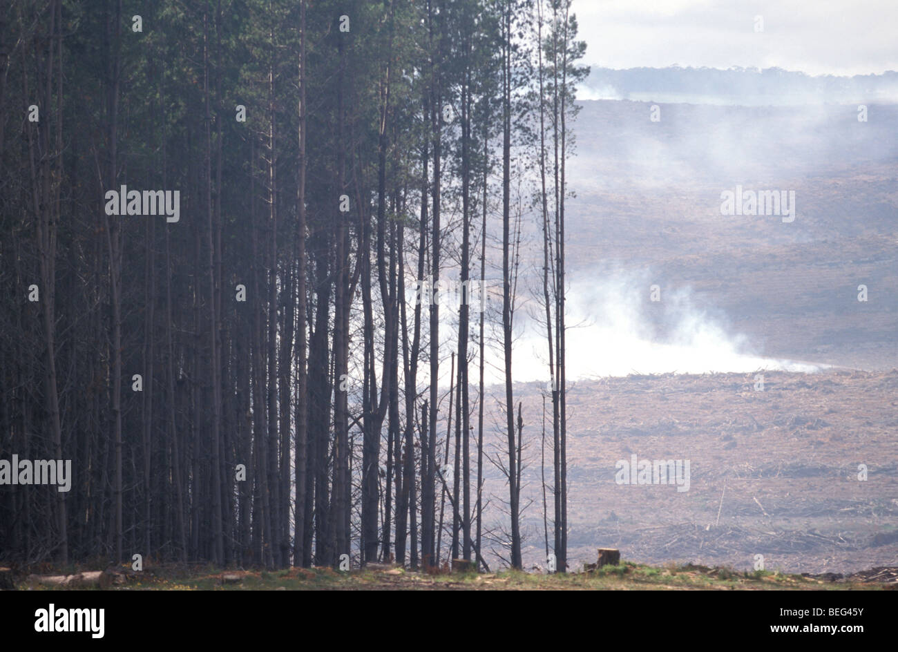 Australia burning off High Resolution Stock Photography and Images - Alamy