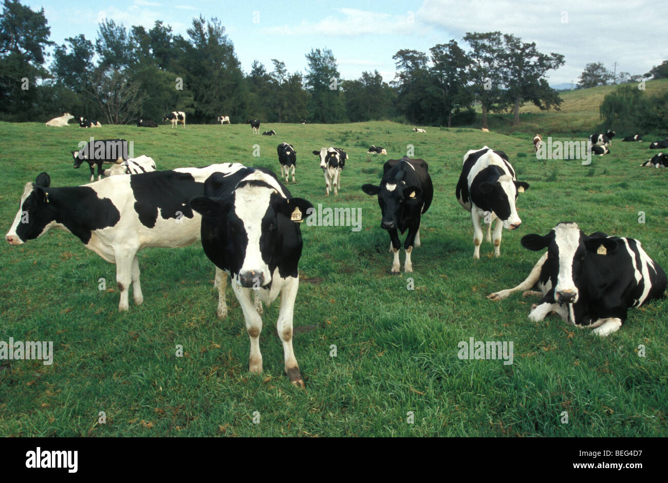Dairy Cattle Herd Bega New South Wales Australia Stock Photo - Alamy