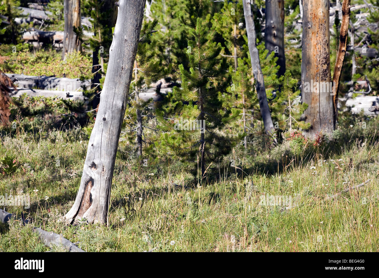 Forest fire burned trees Yellowstone National park. New growth twenty ...