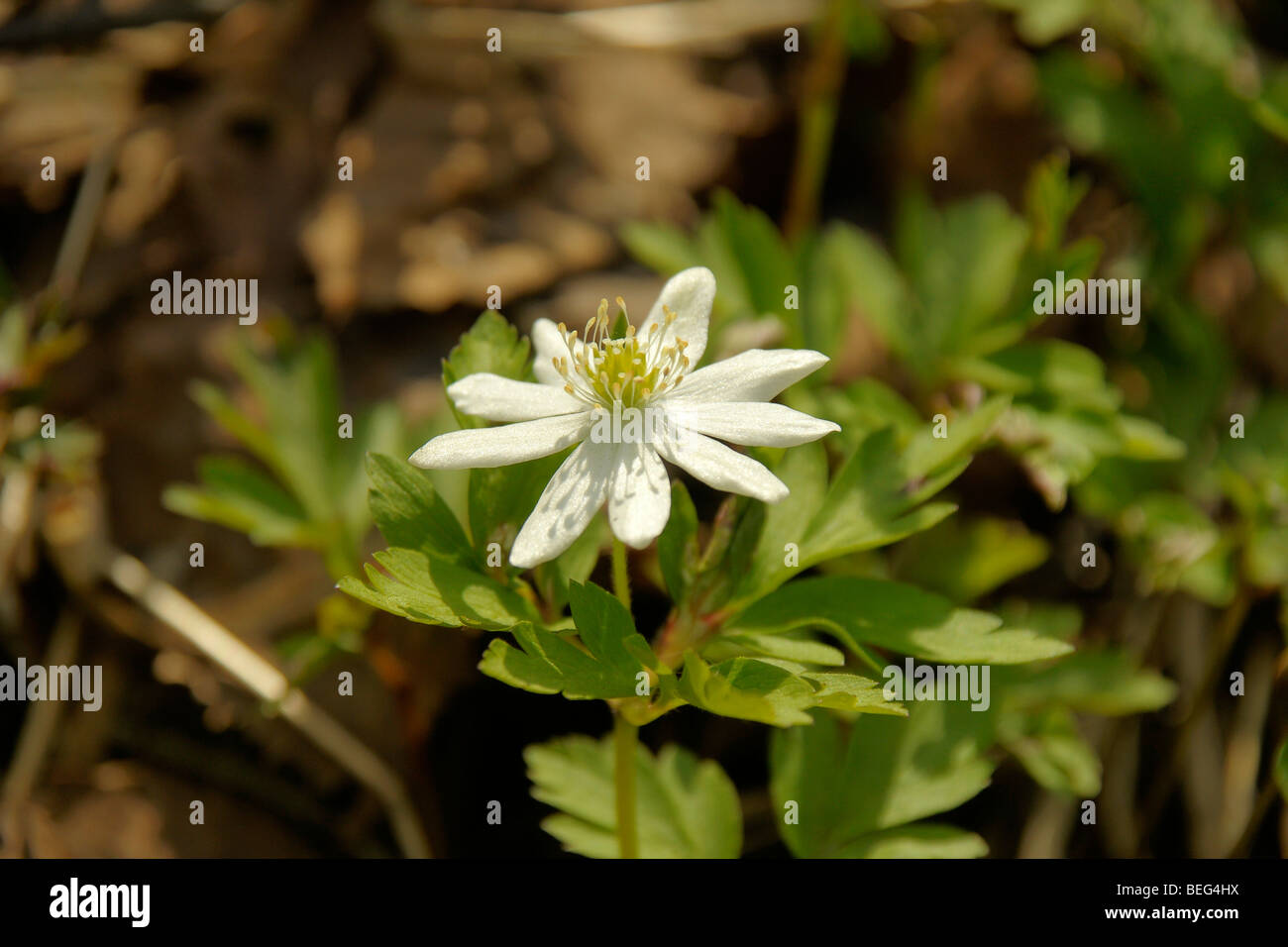 Amurensis hi-res stock photography and images - Alamy