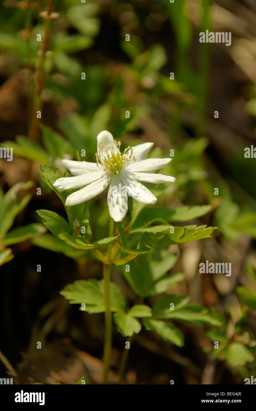 Amurensis hi-res stock photography and images - Alamy