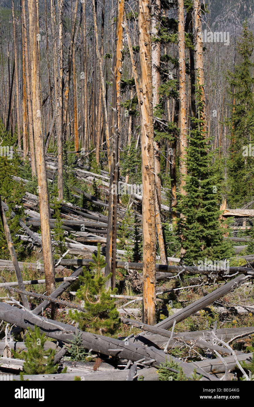Forest fire burned trees in Yellowstone National park. New growth ...
